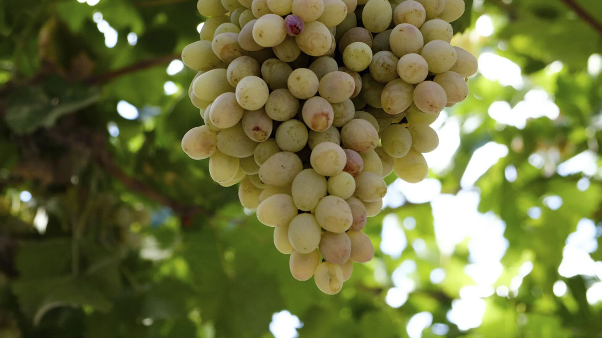 Discover Clairette: Everything You Need to Know About this Grape Varietal